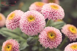 The story of Calimero flowers - Send Flowers & Gifts online to Vietnam ...